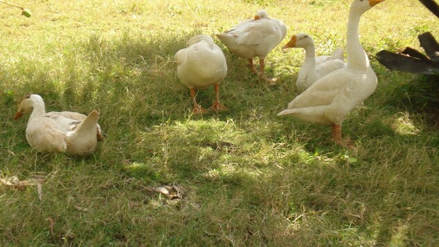 Rohini Krishi Paryantan - Rohini Agro Tourism Hotel Thane - Reviews ...