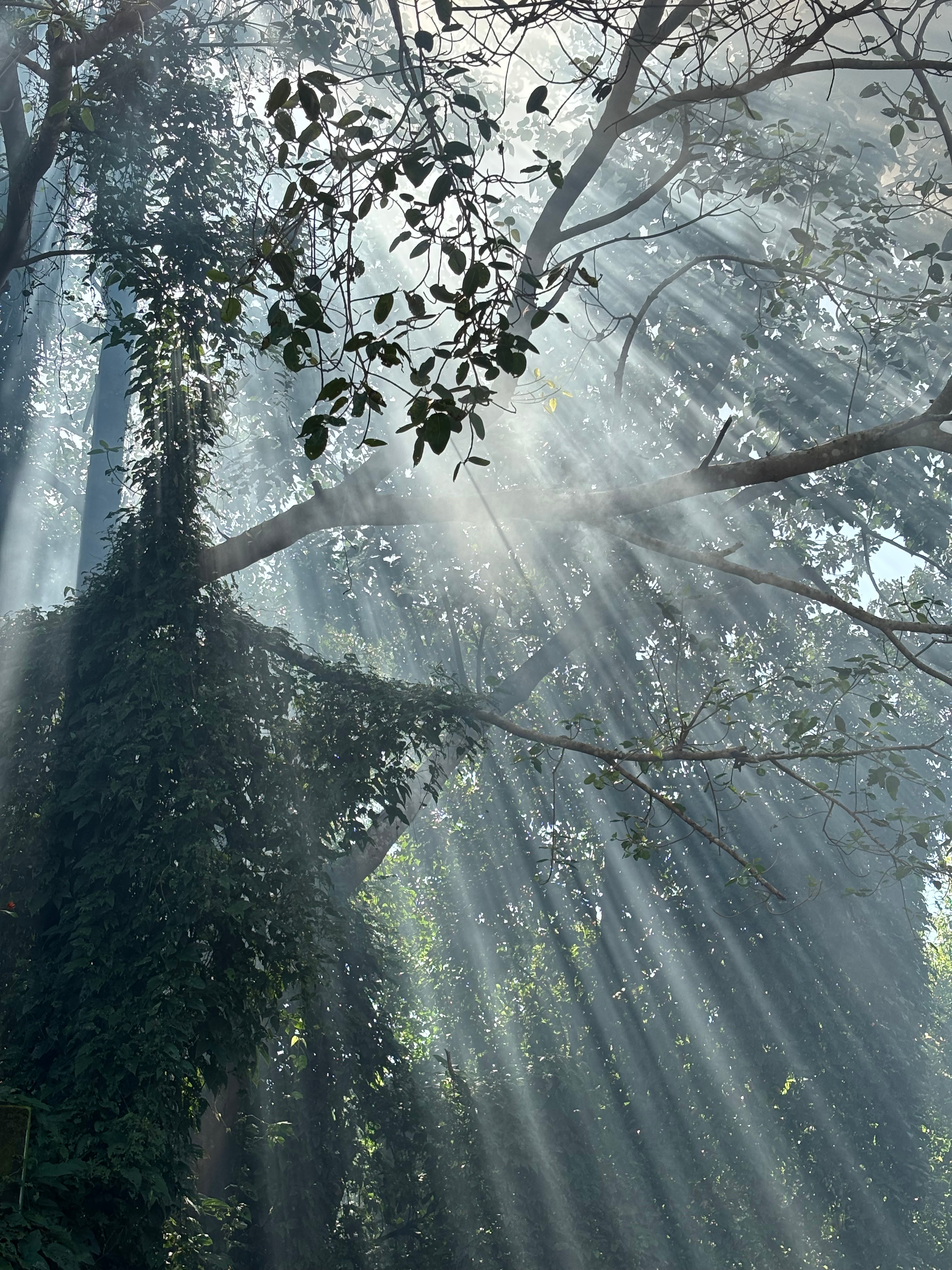 Nivrritii 3BHK Villa with Hill Forest Views Goa - Reviews, Photos & Offer